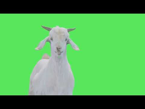 Green Screen Goat - YouTube