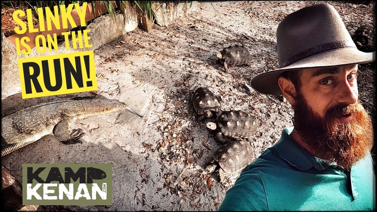 Slinky the Monitor Lizard is Set Free in My Backyard! - YouTube