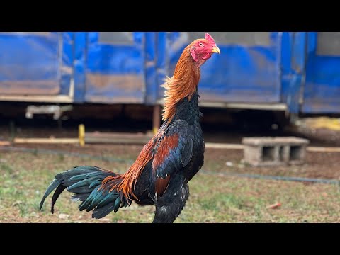 Pehlivan hint horozları tanıtım not:BUNLAR Bİ BAŞKA GÜZEL