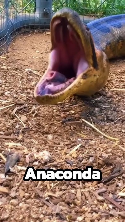 This Animal Will Swallow You Whole 🐍 #snake #snakevideo #snakes #facts ...