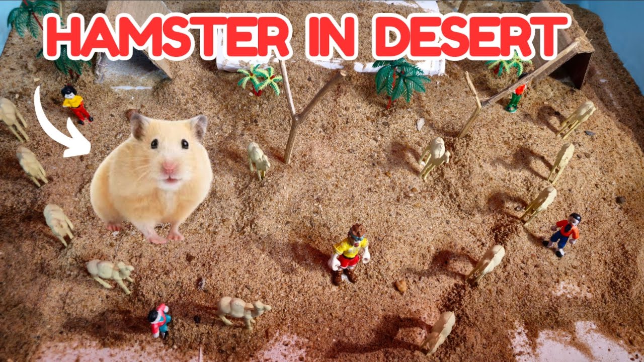 Hamster Obstacle course | Funny Hamster | Hamster Escape - YouTube