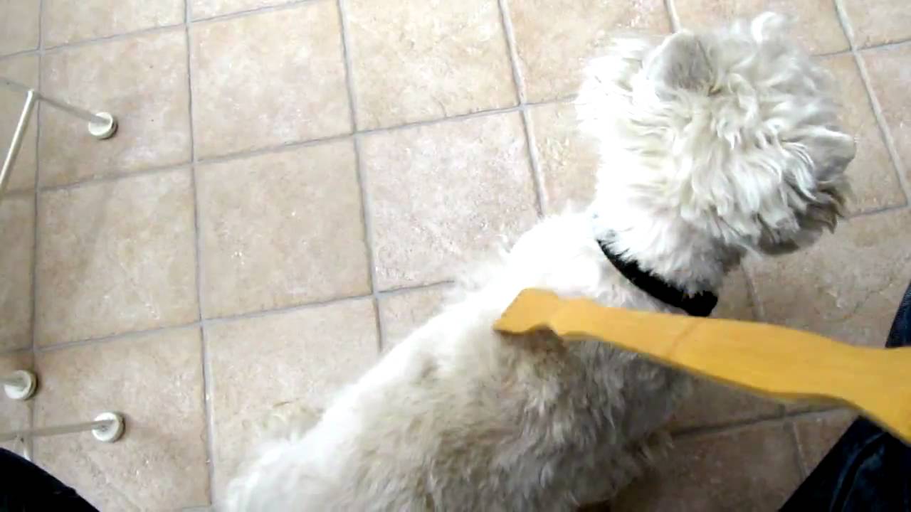 Funny Dog Scratching - YouTube