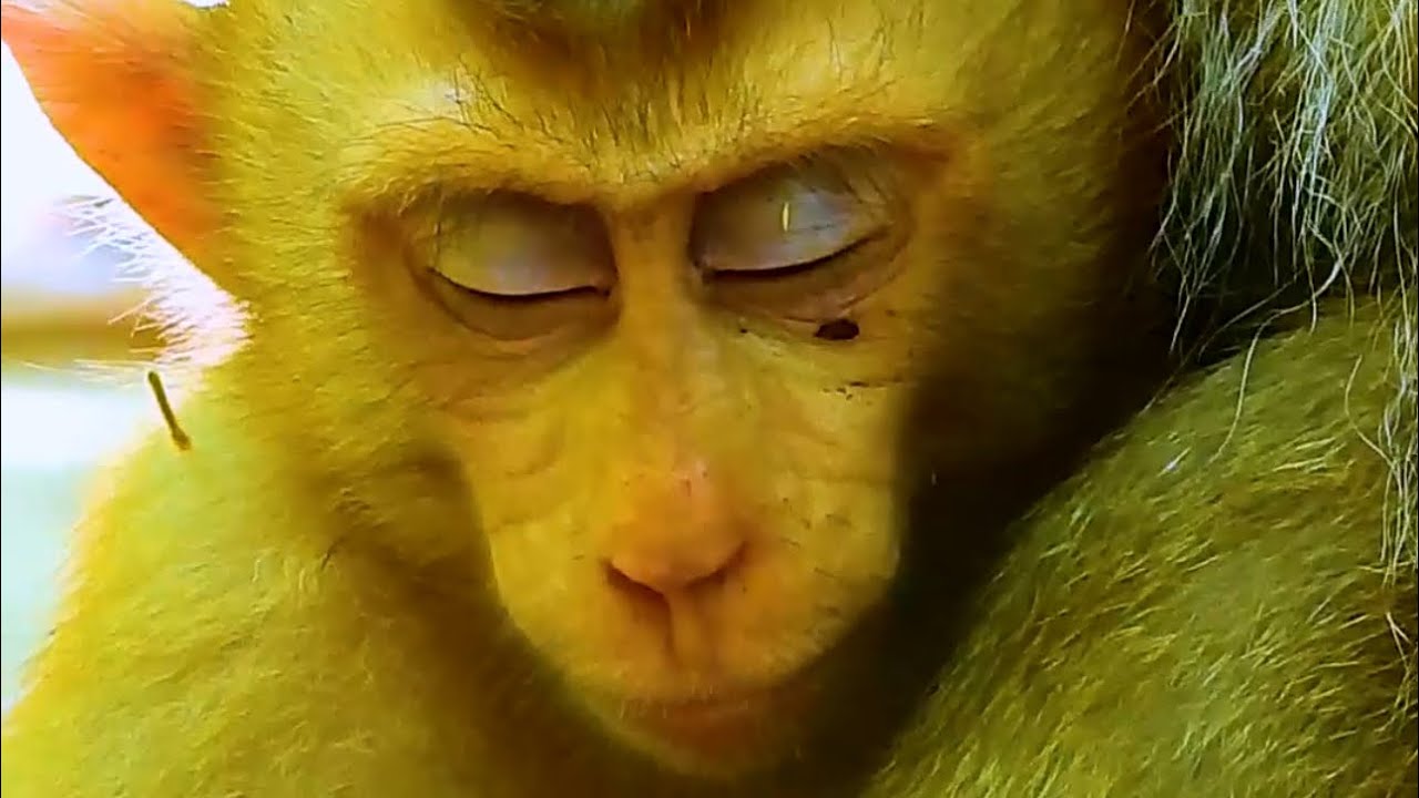 Monkey Leo is very crow and look so handsome - YouTube