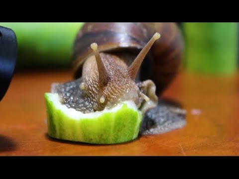 улитка просто кушает😐 - YouTube