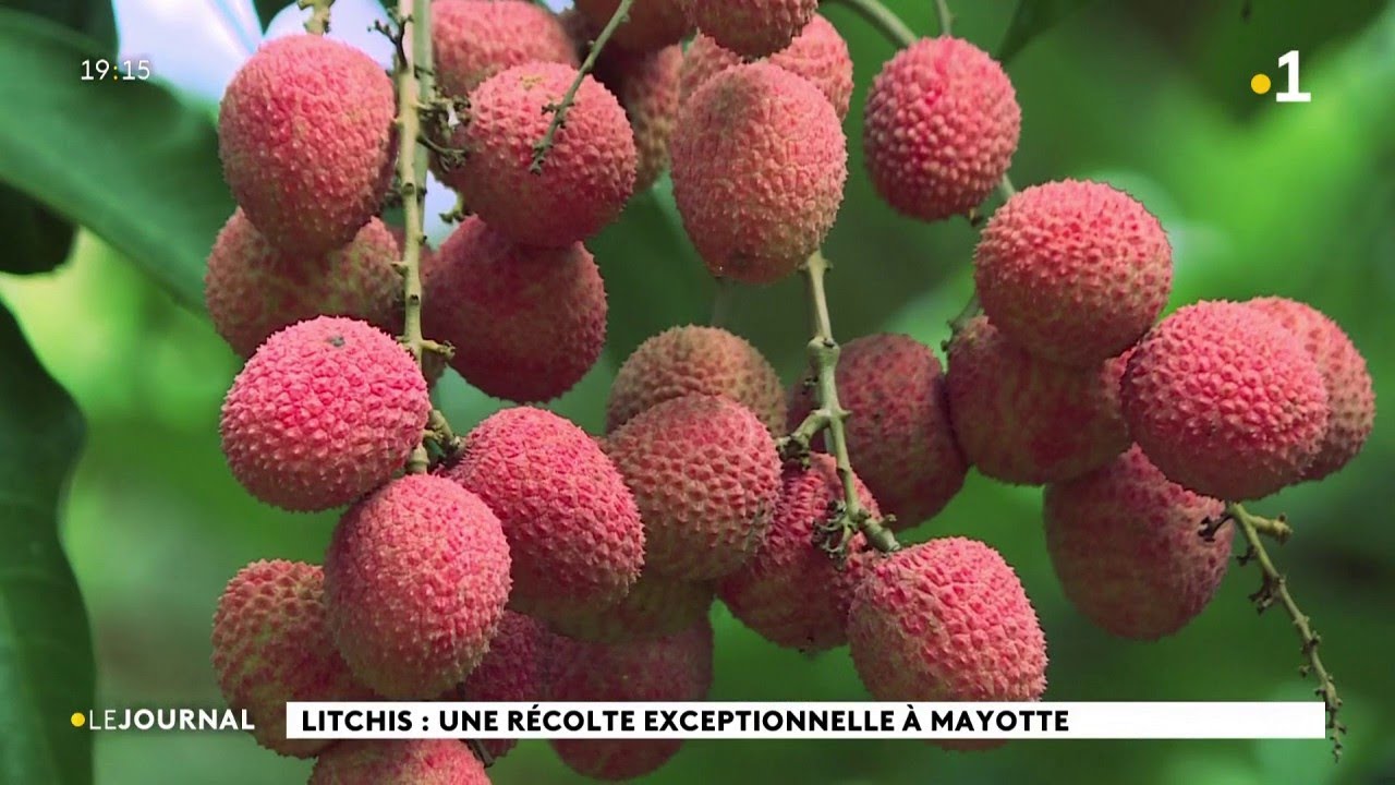 Litchis : une récolte exceptionnelle à Mayotte - YouTube
