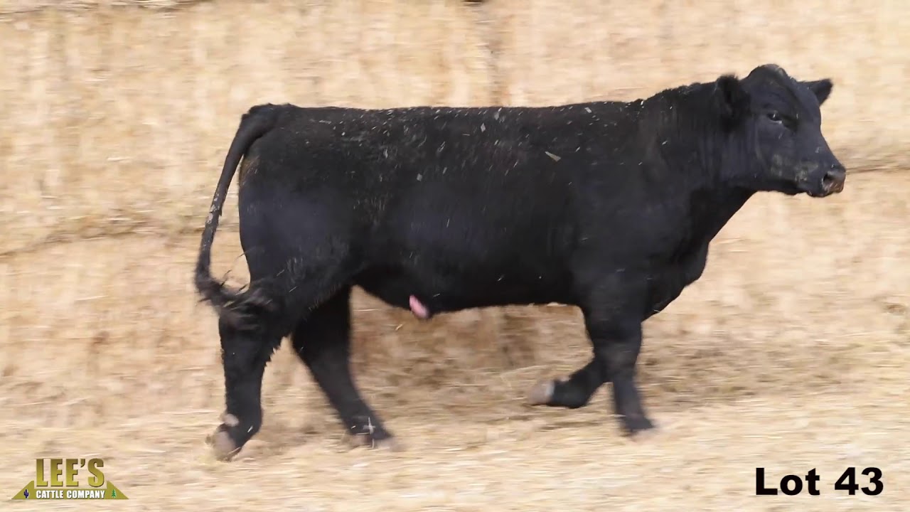 Lee Cattle Co 2020 Lot 43 - YouTube