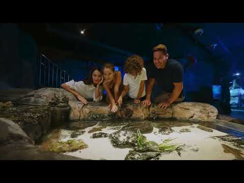 Dubai Aquarium & Underwater Zoo | Must-Visit Dubai Attraction in Dubai | Gujju Tours