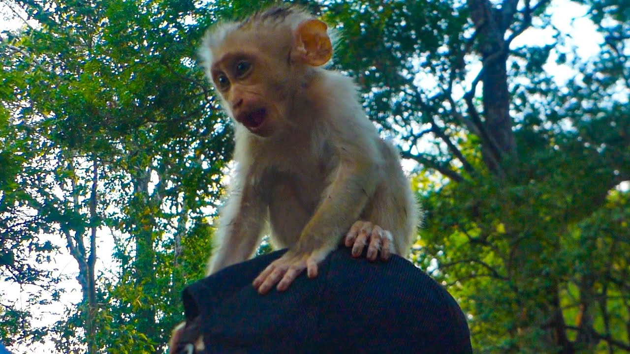 How brave baby monkey Mollie can climb on a cameraman top with no fear ...