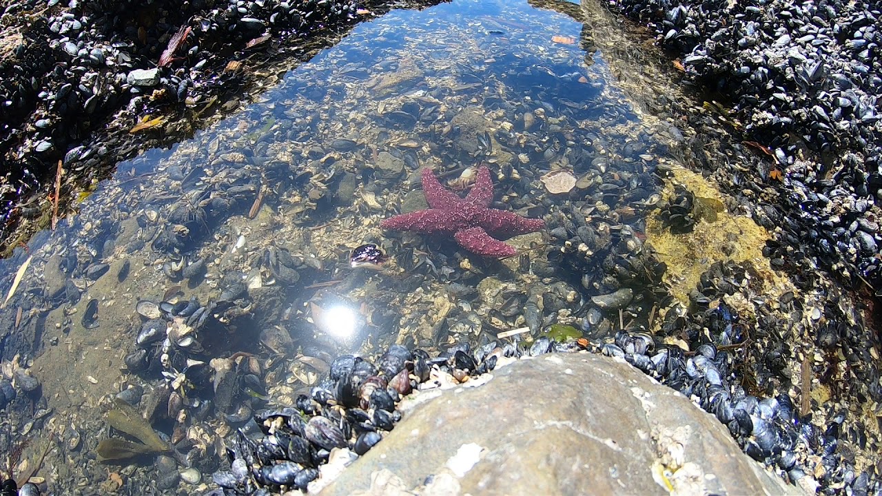 Watching a Starfish - YouTube