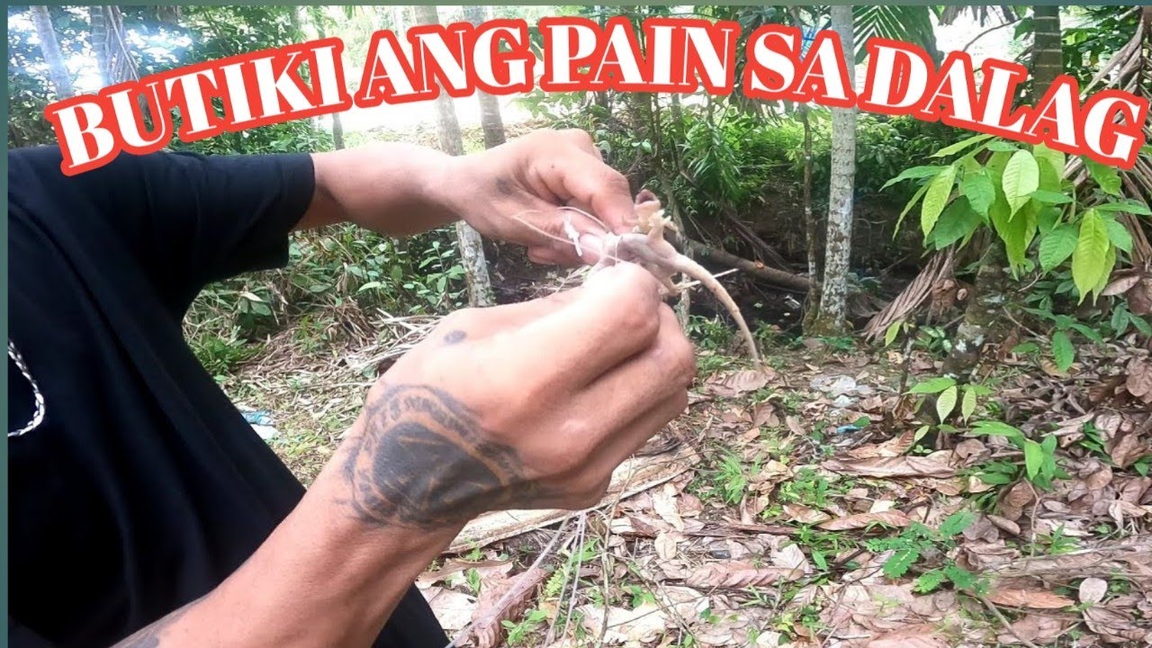 butiki pain namen ni BUDZ sa isdang dalag #fishing #fish @BUDZROMMZ ...