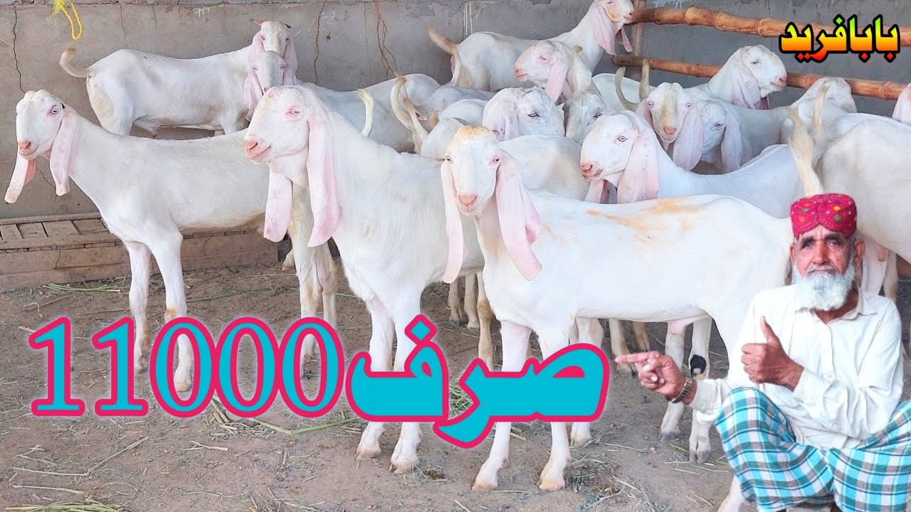 rajan puri full havey bakry Qurbani 2025 k ly at umar goat farm goat ...