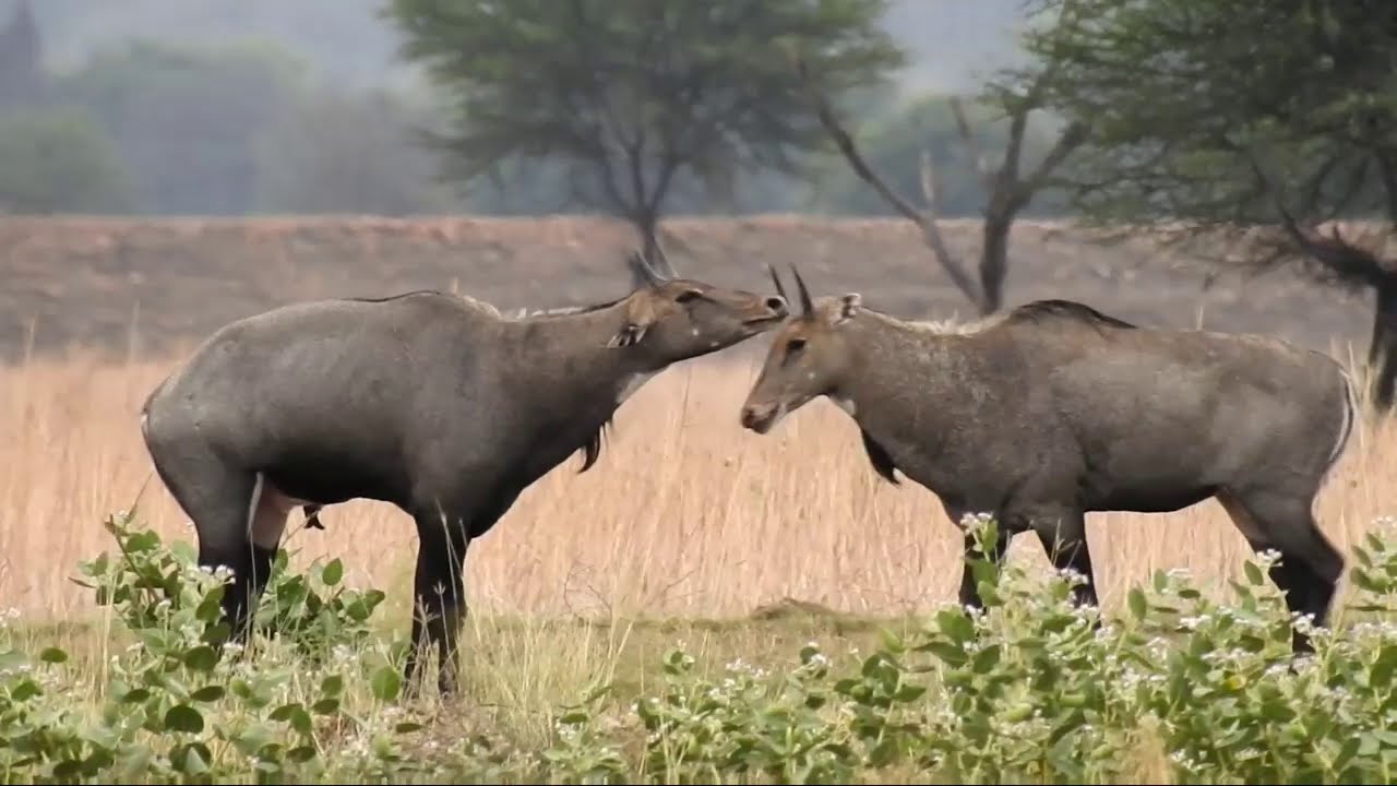 Nilgai अपनी ताकत दिखाने के लिए अजीबसा action करती है - YouTube