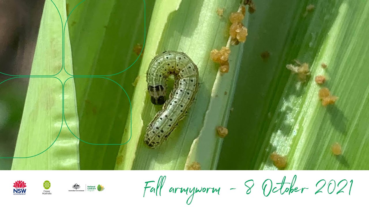 Fall armyworm – ID, modelling predictions, control and management ...