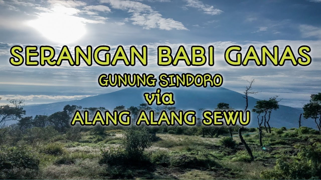 GUNUNG SINDORO VIA ALANG ALANG SEWU | SERANGAN BABI GANAS - YouTube