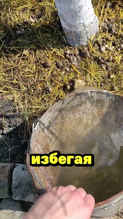 Супер урожай от черешни огород дача садоводничество сад рассада