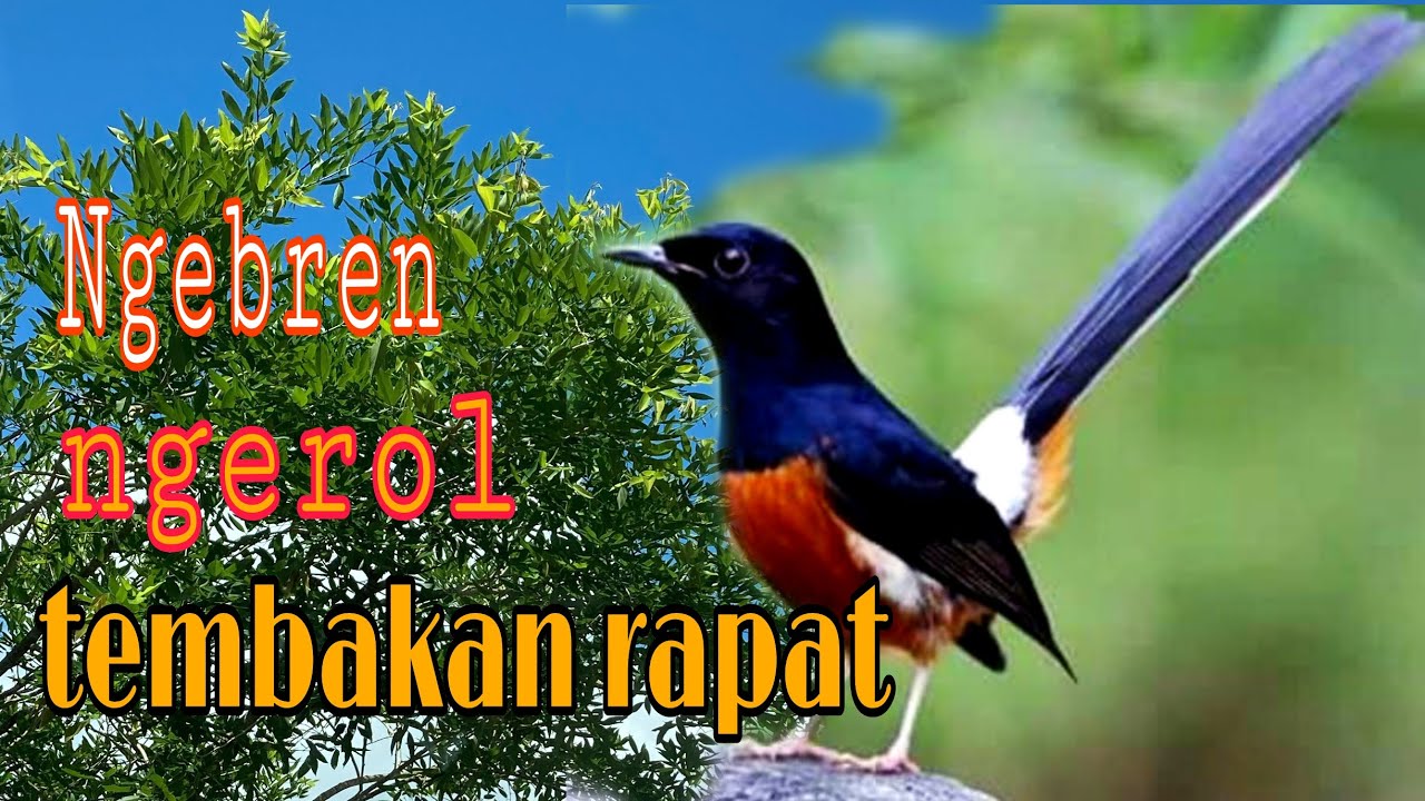 MASTERAN MURAI BATU Jernih gacor full tembakan - YouTube
