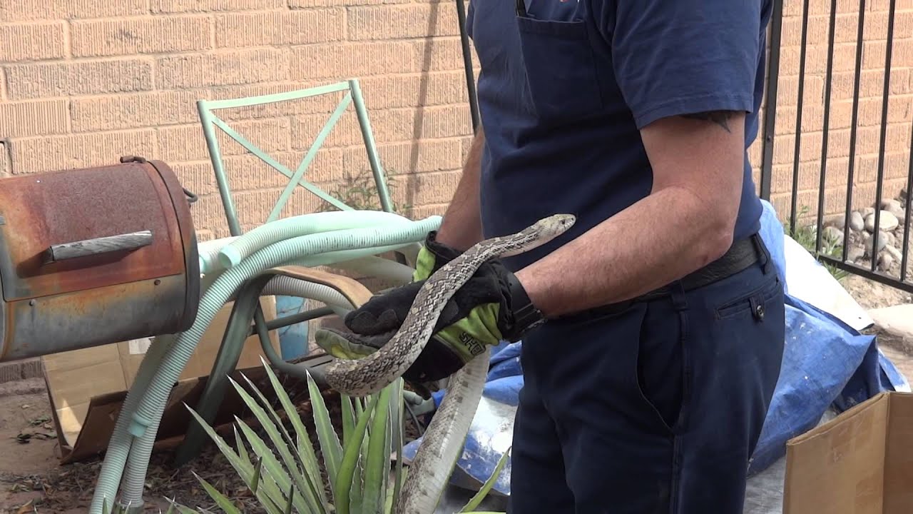 Arizona Bull Snake - YouTube