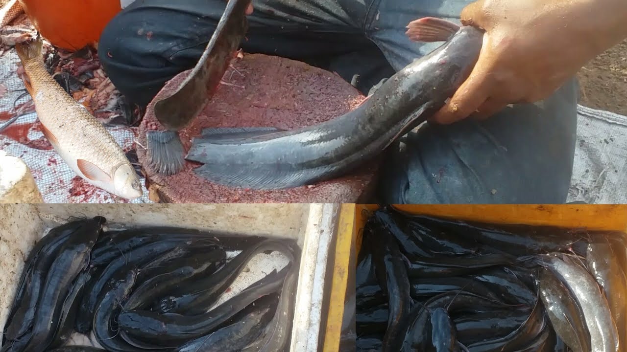 Cutting { Mangoor } cutting St yle || machli Bazar || machli market ...