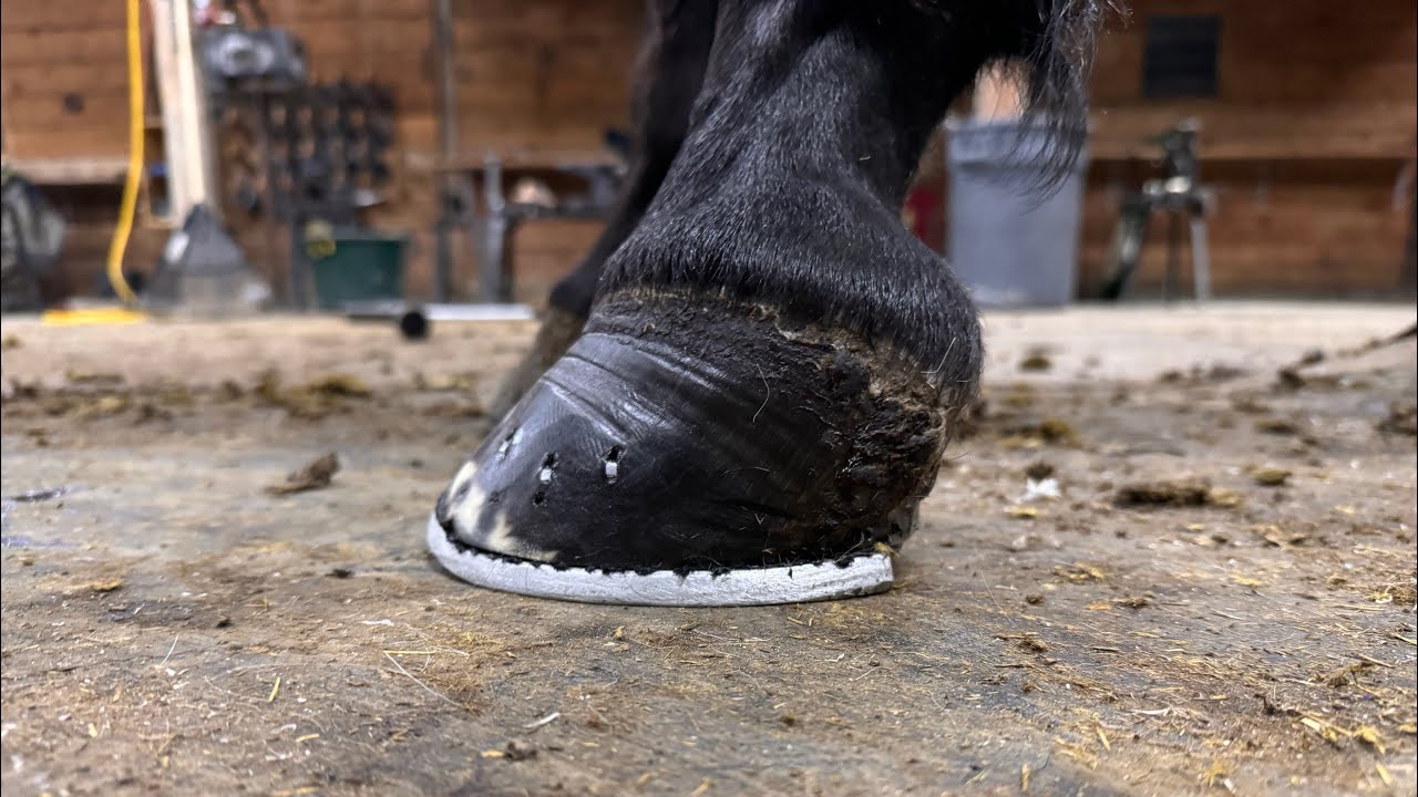 FOUNDERED HOOF with BROKEN COFFIN Bone get ALUMINUM Bar Horseshoe - YouTube