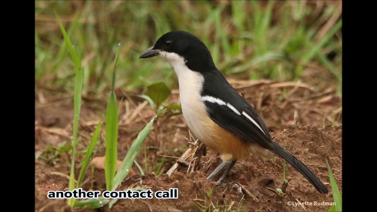 Southern Boubou vocalisations - YouTube