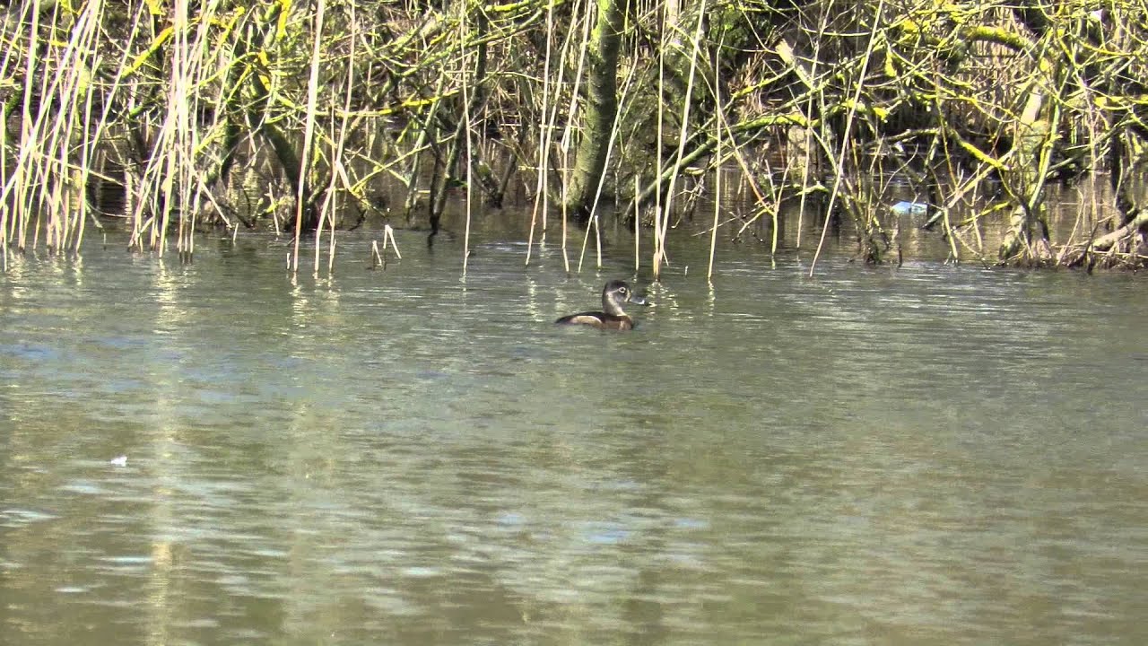 Ring Necked Duck, Billing Gravel Pits, 2nd April 2015 (HD) - YouTube