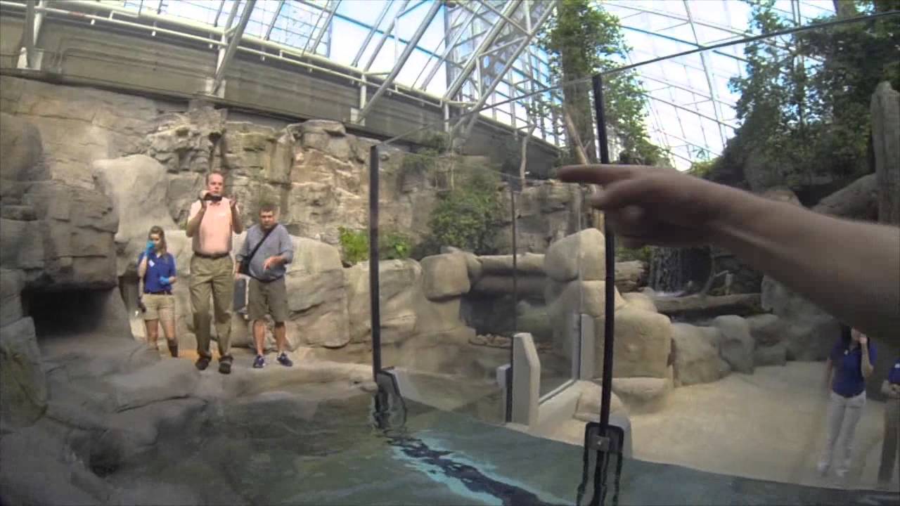 Build an Otter Proof GoPro Case - Tennessee Aquarium - YouTube