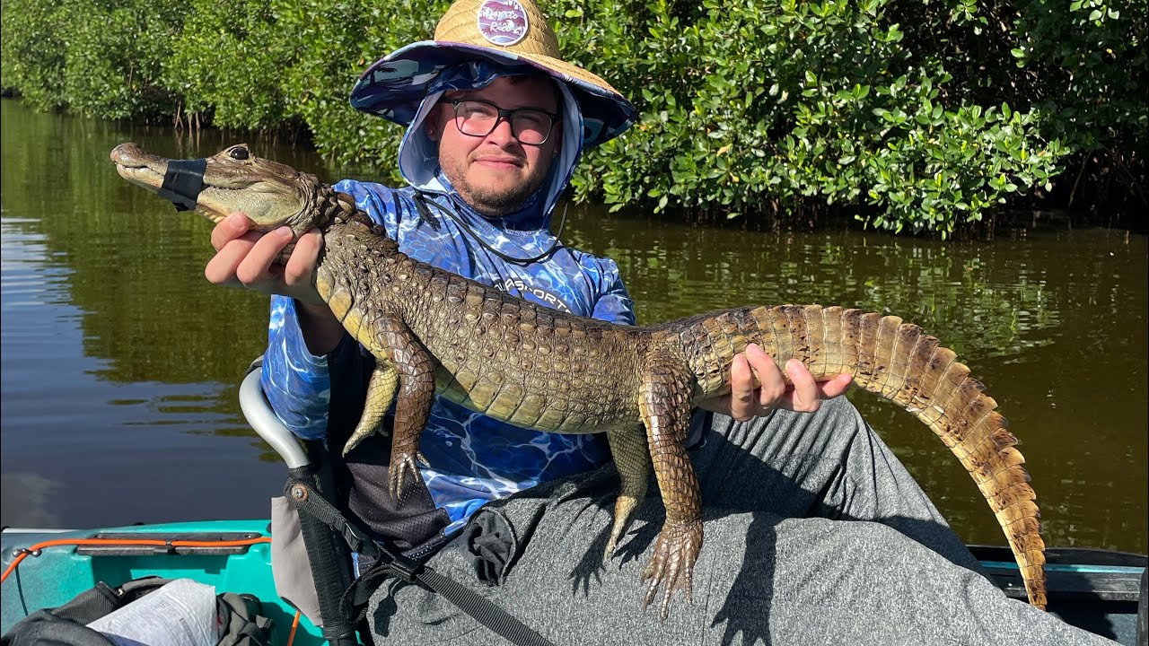 Fuimos a pescar róbalos Y nos encontramos con un caimán/Caimanes en ...
