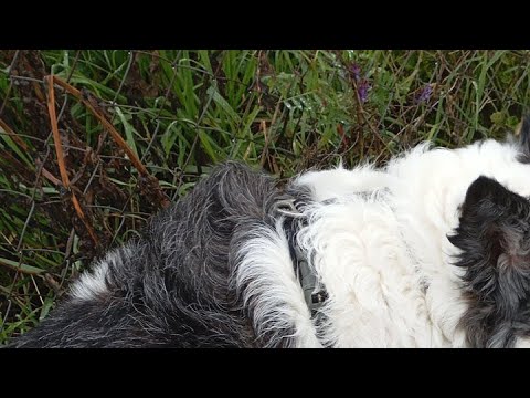 ¡LEO, BORDER COLLIE MERLE está emitiendo en directo! - YouTube