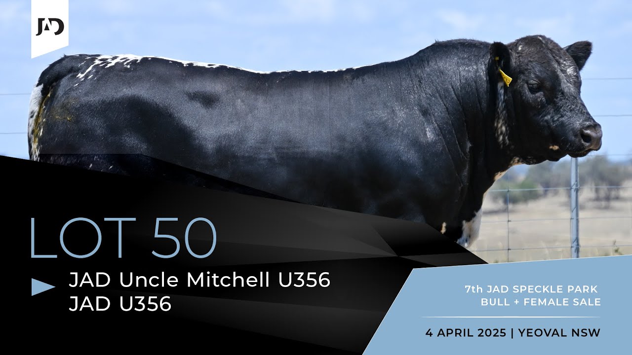 Lot 50: JAD Uncle Mitchell U356 (JAD U356) - YouTube