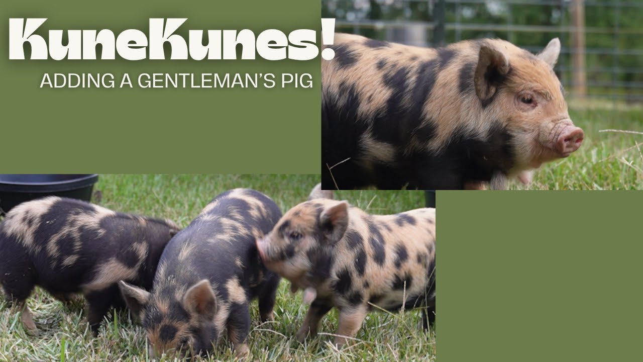 Episode #45: We got Pigs! - YouTube