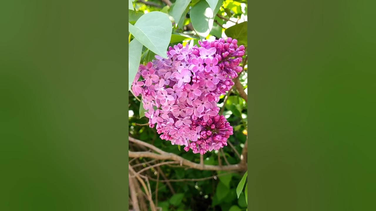 СИРЕНЕВЫЙ РАЙ!!!💜💜💜 - YouTube