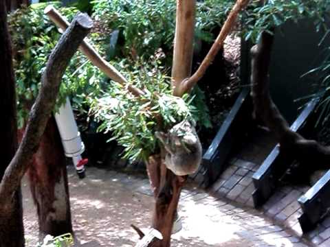 koala