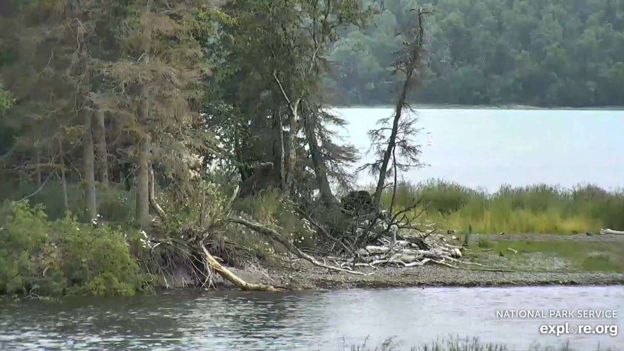 284's coy climb a tree out by the gravel bar 7/8/2020 - YouTube
