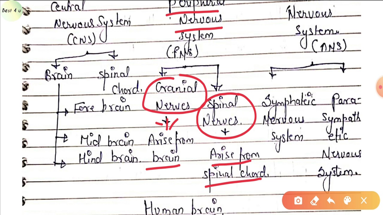 Control and Coordination Chapter 7 (PART 2) | Class 10 SCIENCE - YouTube