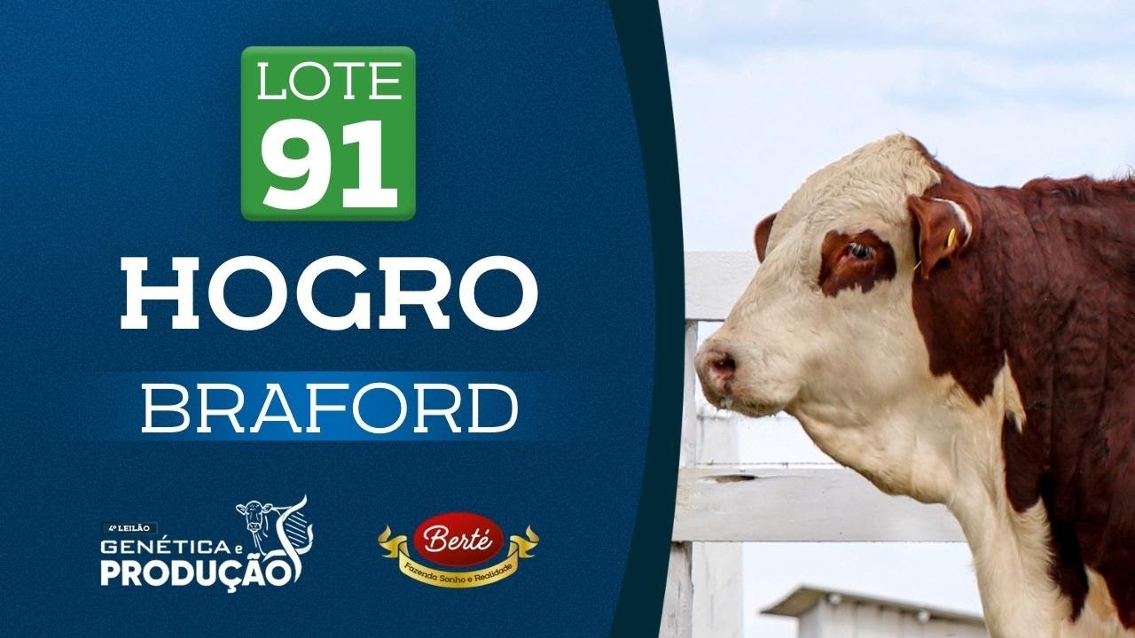 Lote 91 - Hogro FIV - TOURO BRAFORD [4º Leilão Genética e Produção ...
