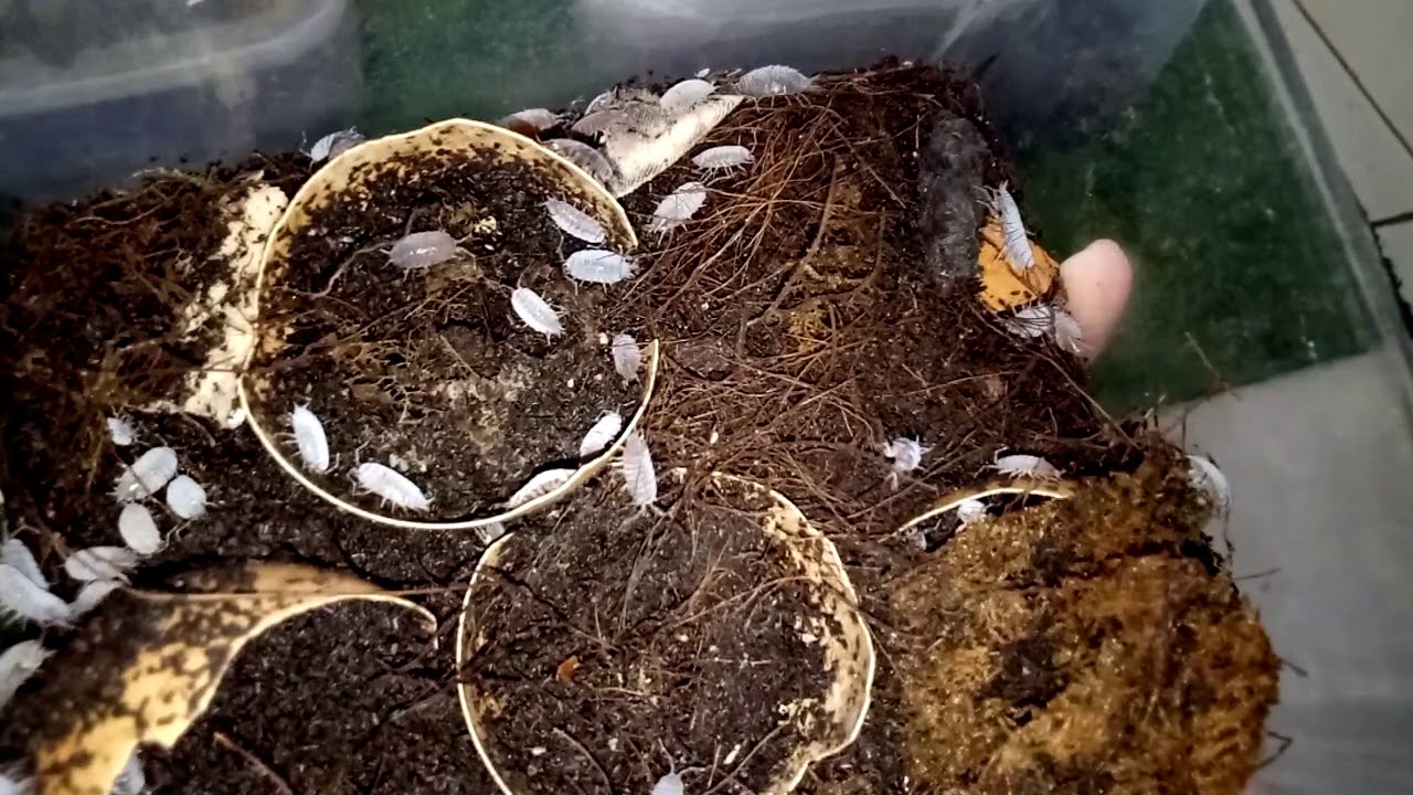Isopod Liasis farm (perkenalan) - YouTube