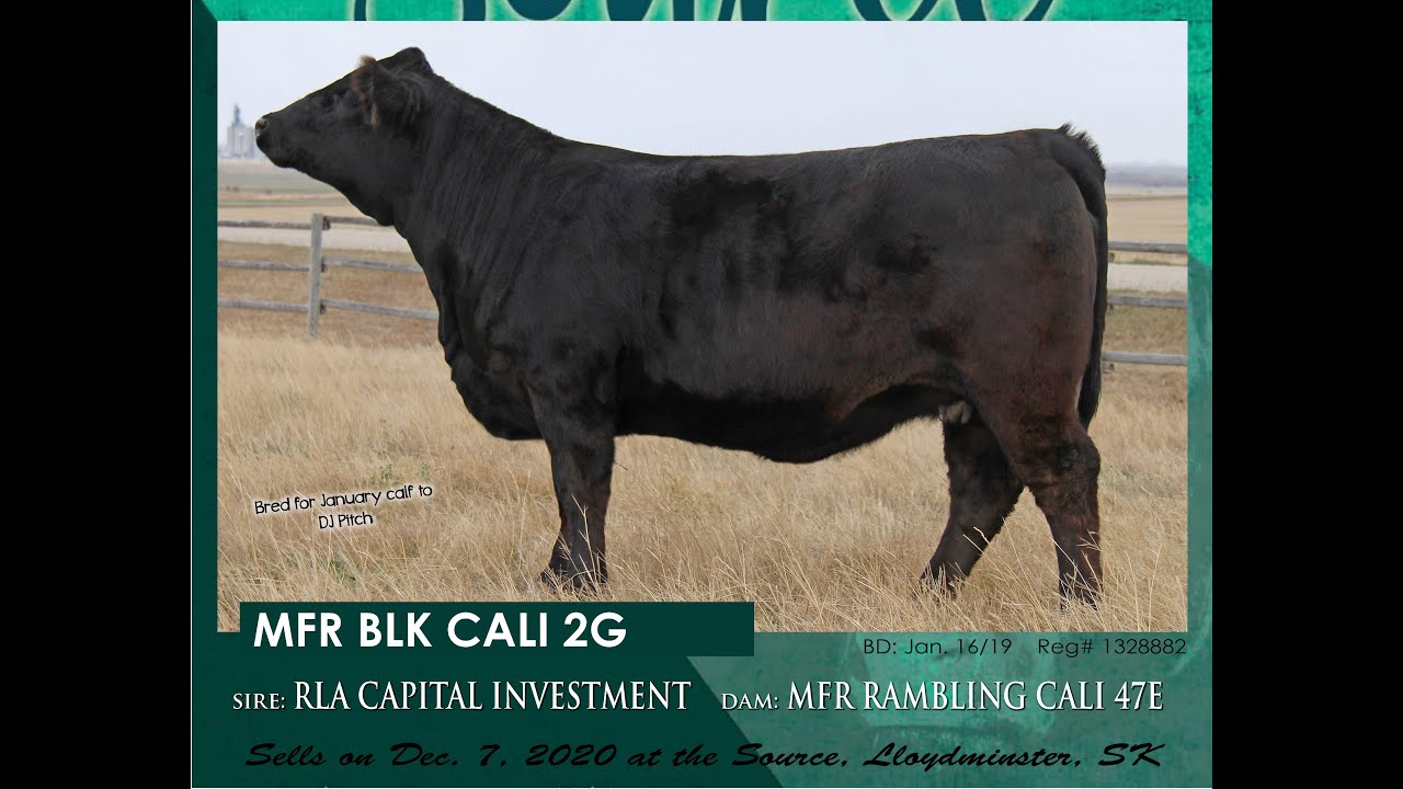 MFR Blk Cali 2G - YouTube