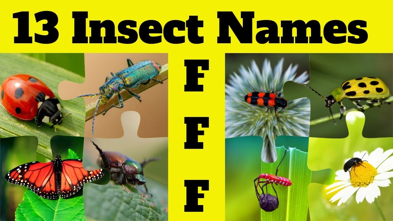 Insects and Bugs Vocabulary 🐜🐝| 13 Insect Names Start with Letter F ...