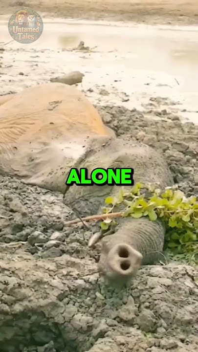 Rescuing a Baby Elephant... 😭 #shorts - YouTube