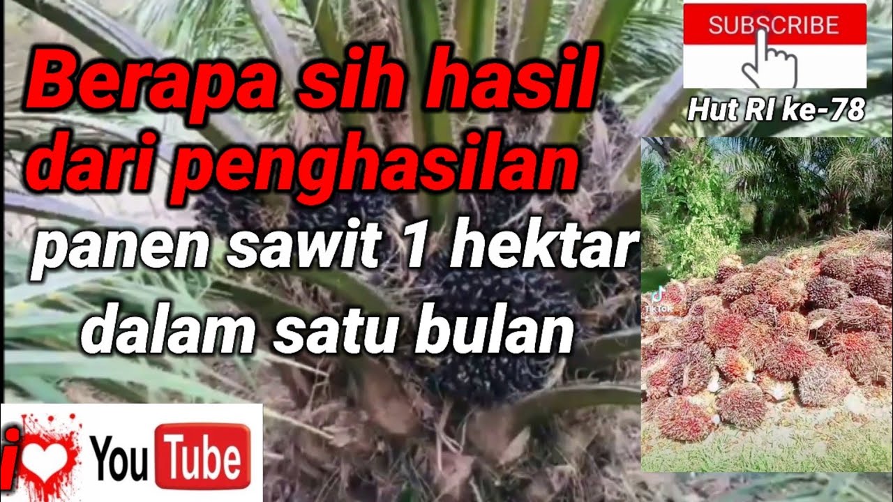 Berapa Sih Hasil Penghasilan Sawit 1 Hektar Dalam Satu Bulan YouTube