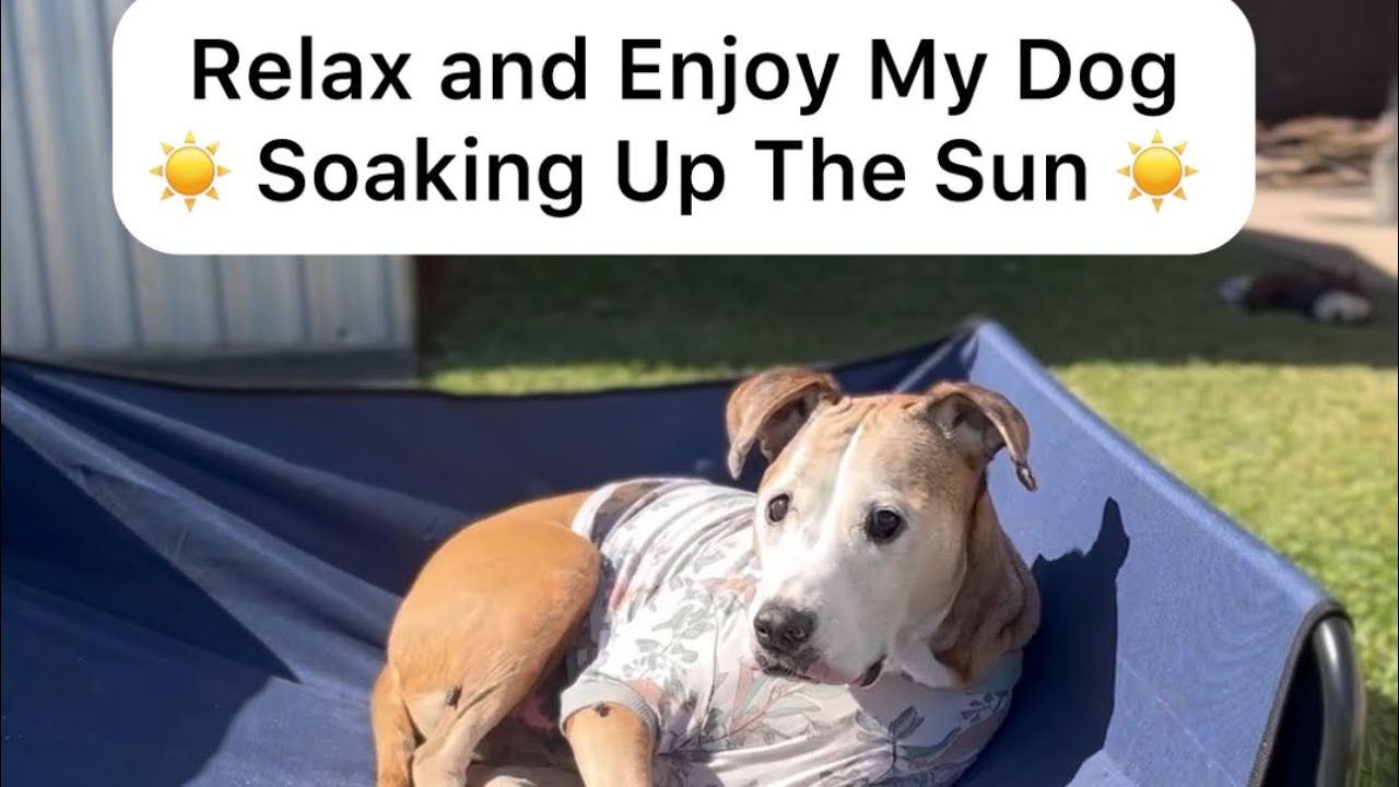 My Dog's Daily Sunbathing Routine - THIS IS THE CUTEST 🥰 - YouTube