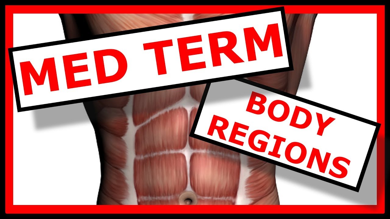Medical Terminology Crash Course: Body Region Based Muscle Terms - YouTube
