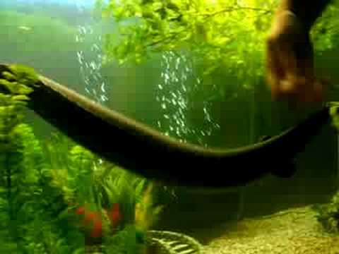 30 inch Fire Eel (Mr EEL) - YouTube