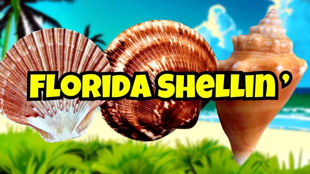 Looking for SHELLS on NAVARRE BEACH, Florida - YouTube