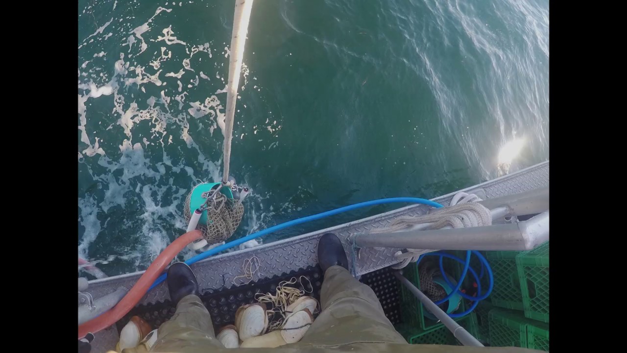 Geoduck fishing, What happens Top Side On a Geoduck Boat - YouTube