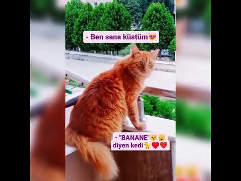 Bana ne diyen kedi