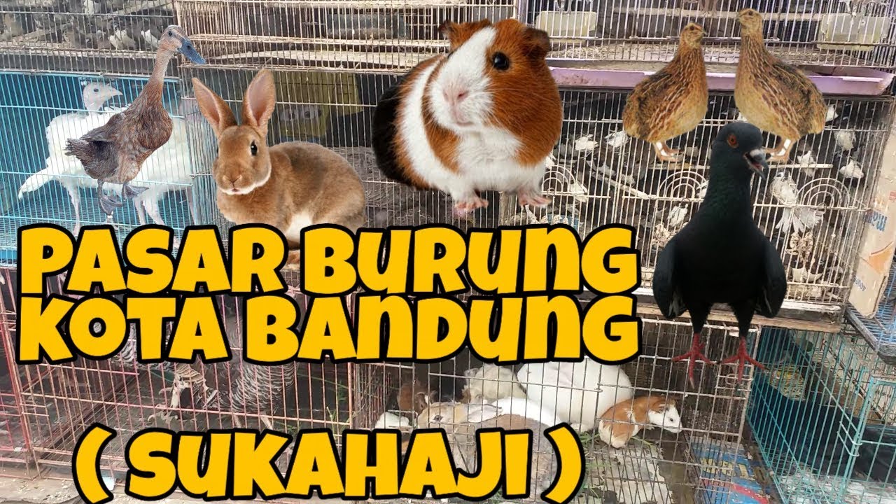 PASAR BURUNG KOTA BANDUNG | SUKAHAJI - YouTube