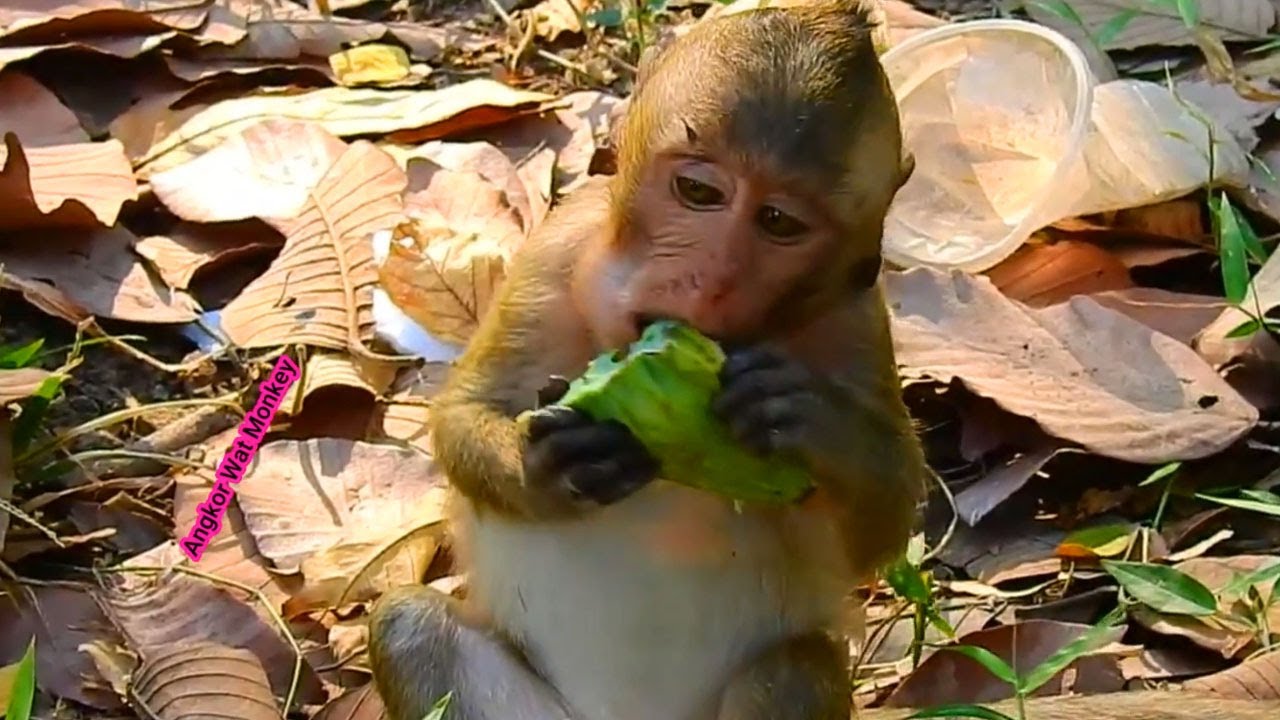 Yummy adorable little baby monkey Brutus JR eating fruit - YouTube