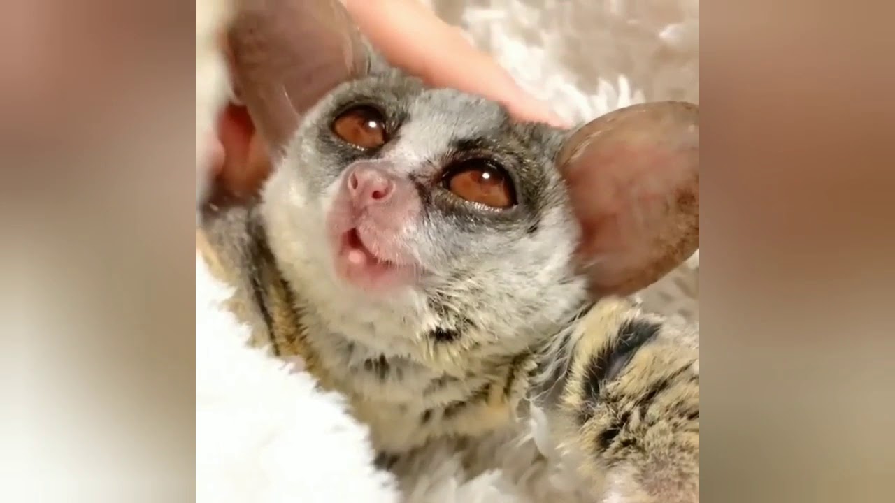 Cute Baby Mouse Lemurs