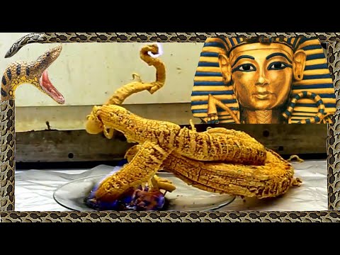 Firavun Yılanı Deneyi Muhteşem GÖZLERİNİZE İNANAMAYACAKSINIZ Çay tabağından çıkıyor durmadan uzuyor!